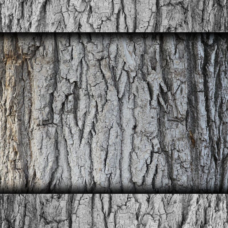 Tree, Bark Background Wall Abstract Stone Texture Stock Photo - Image ...