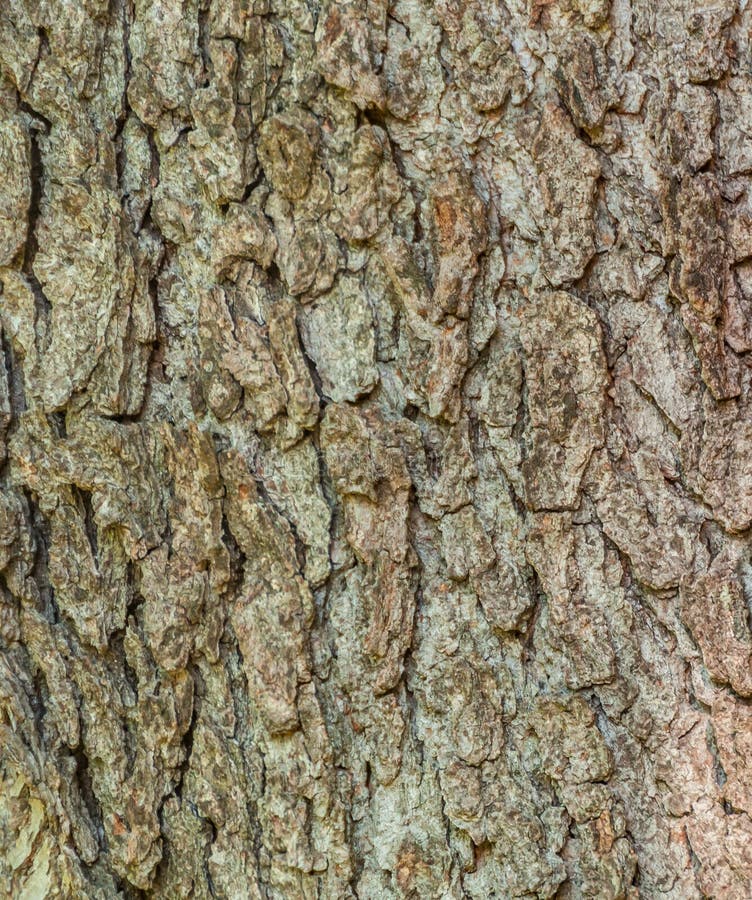 Tree Bark Background stock image. Image of tree, rough - 40989067