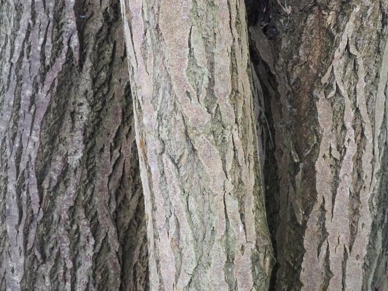 Tree Bark on the Background of Winter Nature Stock Image - Image of ...
