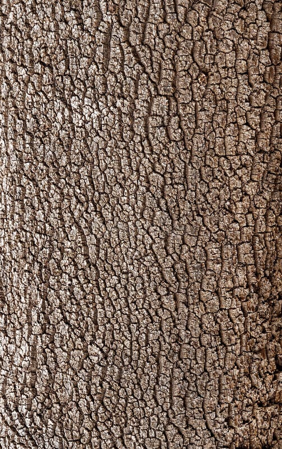 Tree Bark Background for Your Design. Abstract Natural Wood Texture ...