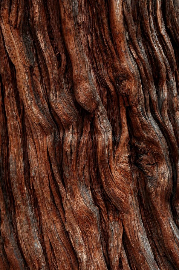 Tree Bark Background for Your Design. Abstract Natural Wood Texture ...