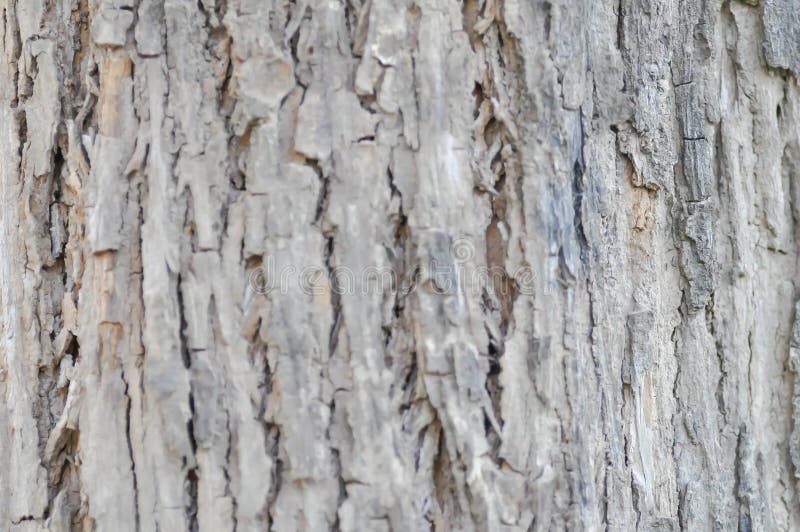 Tree Bark or Bark , Alstonia Scholaris or APOCYNACEAE or Devil Tree or ...