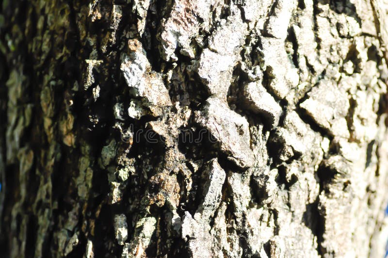 Tree Bark or Bark , Alstonia Scholaris or APOCYNACEAE or Devil Tree or ...