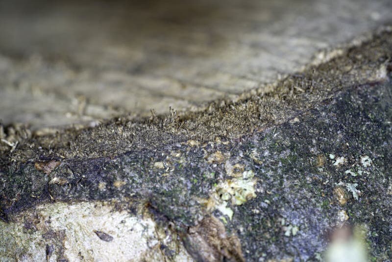 Tree Bark is Bark and Bast and Protects the Tree Stock Photo - Image of ...