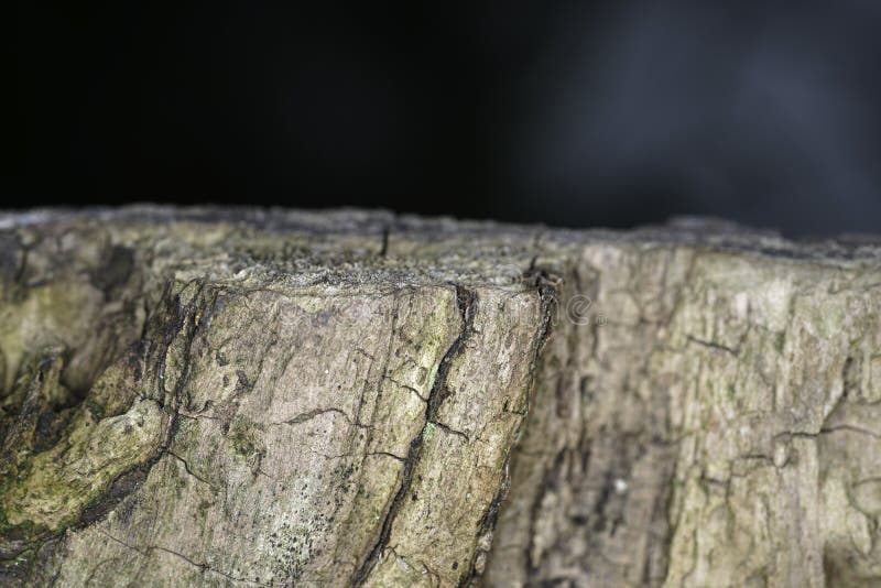 Tree Bark is Bark and Bast and Protects the Tree Stock Photo - Image of ...