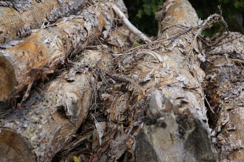 Tree Bark is Bark and Bast and Protects the Tree Stock Image - Image of ...