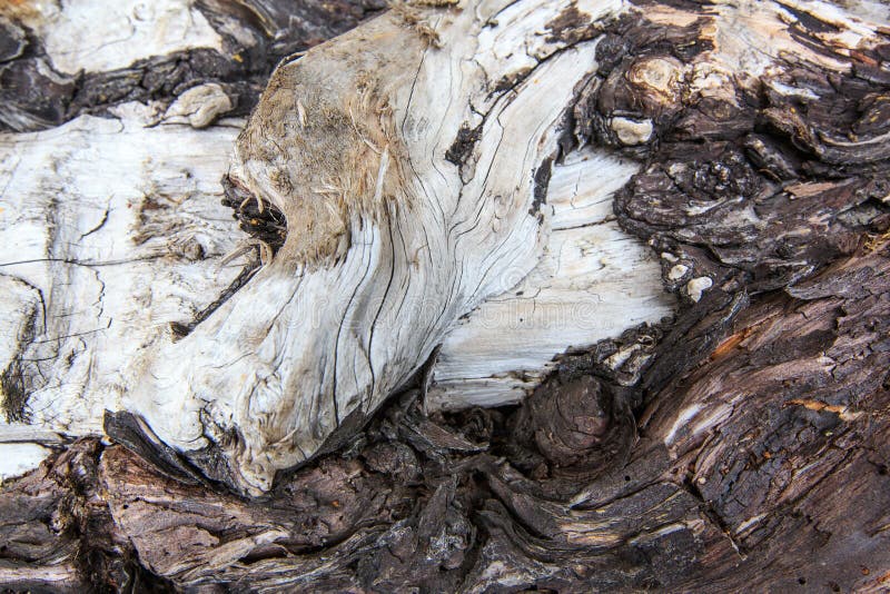 Tree bark stock image. Image of color, circle, isolated - 90025993