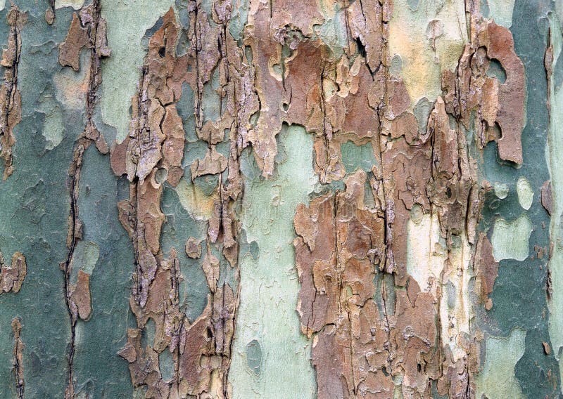 Tree Bark with Beautiful Patterns for Decorative Design Wallpapers ...