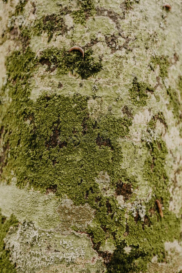 Tree bark beech structure stock photo. Image of leaf - 159004242