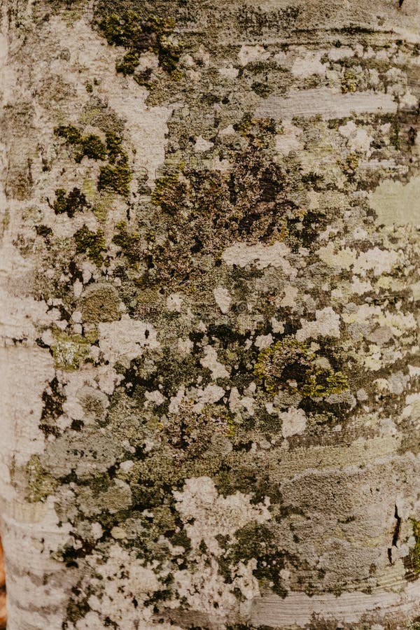 Tree bark beech structure stock image. Image of natural - 158822721