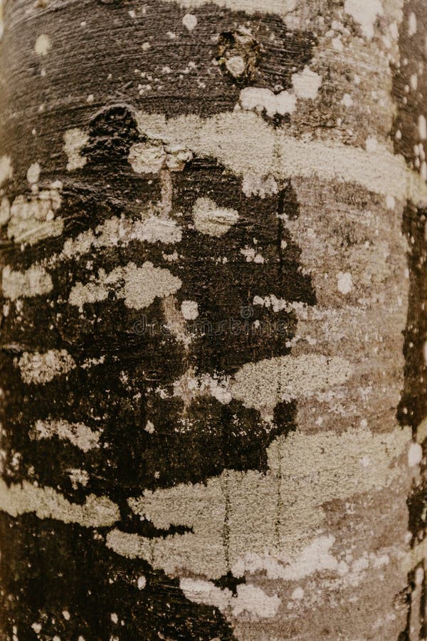 Tree bark beech structure stock photo. Image of ecology - 157684706