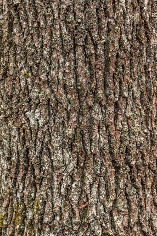 Tree bark stock image. Image of fall, story, forest - 102794513