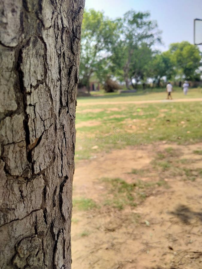 Tree Bark with Blurry Background Looks Pretty Amazing. Stock Image ...