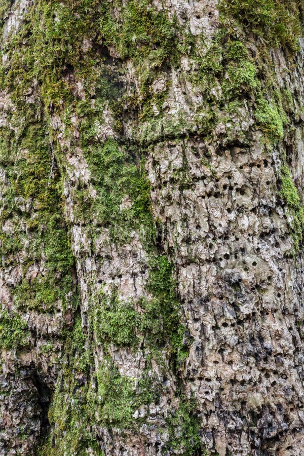 Tree Bark with Boring Insect Damage and Green Moss Stock Photo - Image ...