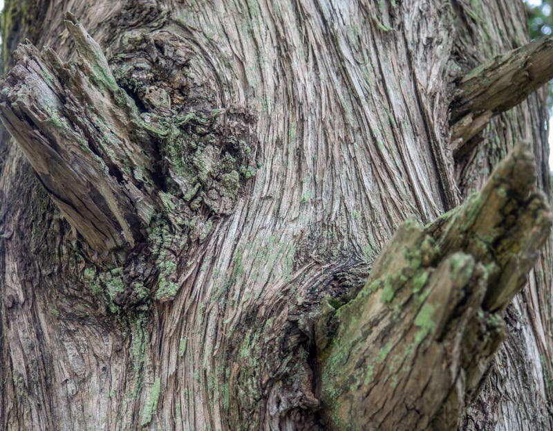 Tree Bark with Branches. Ribbed Bark of a Southern Tree Stock Image ...