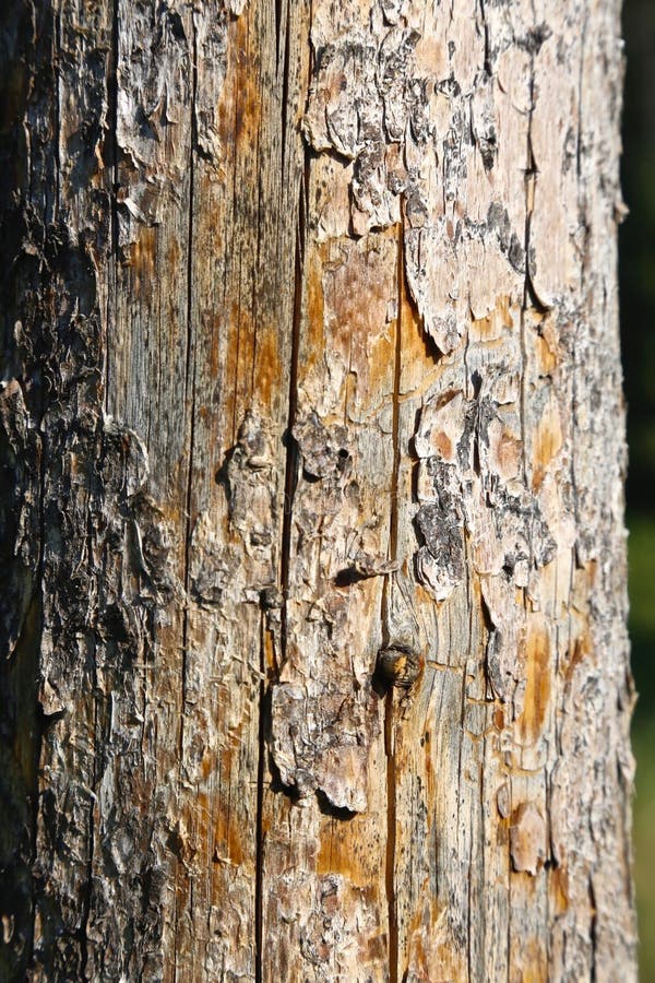 Tree bark stock image. Image of tree, gray, bark, background - 58227799