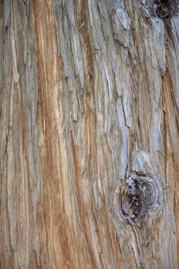 Tree Bark with Brown Patterns. it& X27;s Got a Round Stain Stock Photo ...