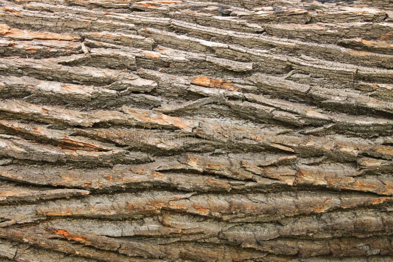 The Texture of Brown Tree Bark, Filling the Frame Stock Photo - Image ...