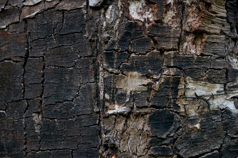 Burnt tree bark stock photo. Image of charcoal, dark - 17553088