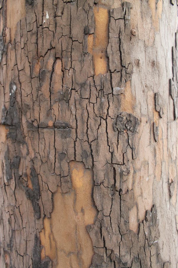 Texture Of A Chestnut Tree Bark Stock Photo - Image of grain, green ...