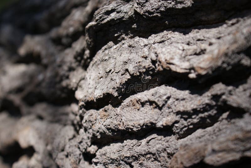 Tree Bark Close-up Pattern Nature Stock Photo - Image of close, nature ...