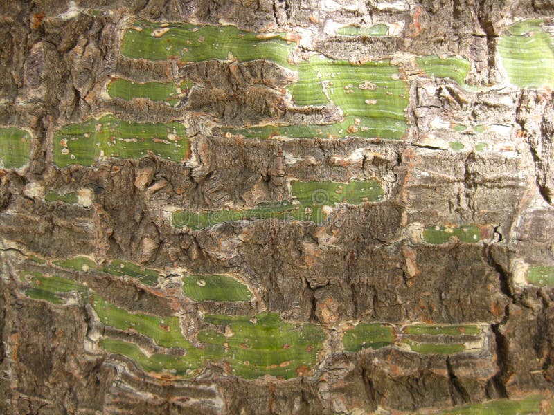 Tree bark close up stock photo. Image of rough, texture - 48759486