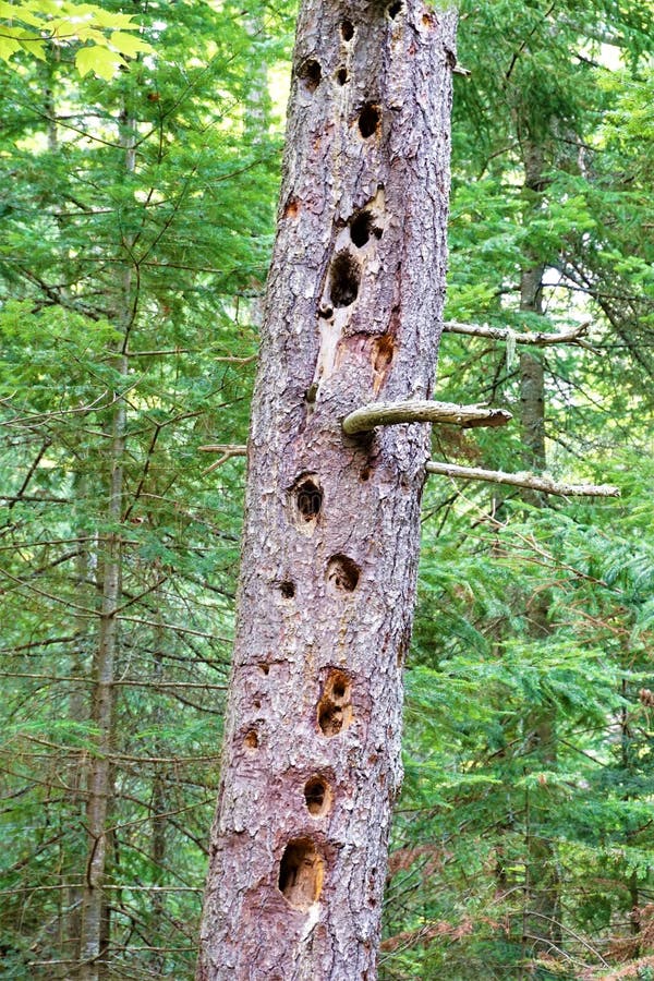 158 Notch Bark Tree Stock Photos - Free & Royalty-Free Stock Photos ...