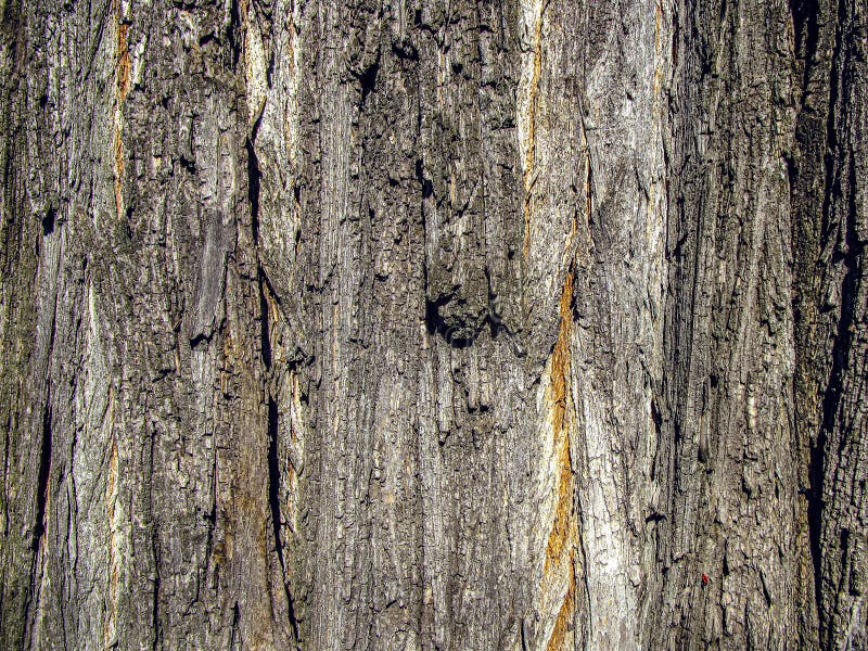 Tree bark close-up stock image. Image of macro, forest - 180383493