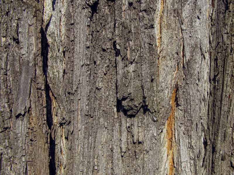 Tree bark close-up stock photo. Image of rough, tree - 183561266