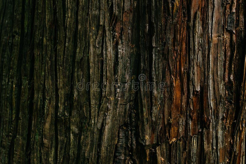 Tree Bark Close Up. Background Stock Photo - Image of shape, abstract ...