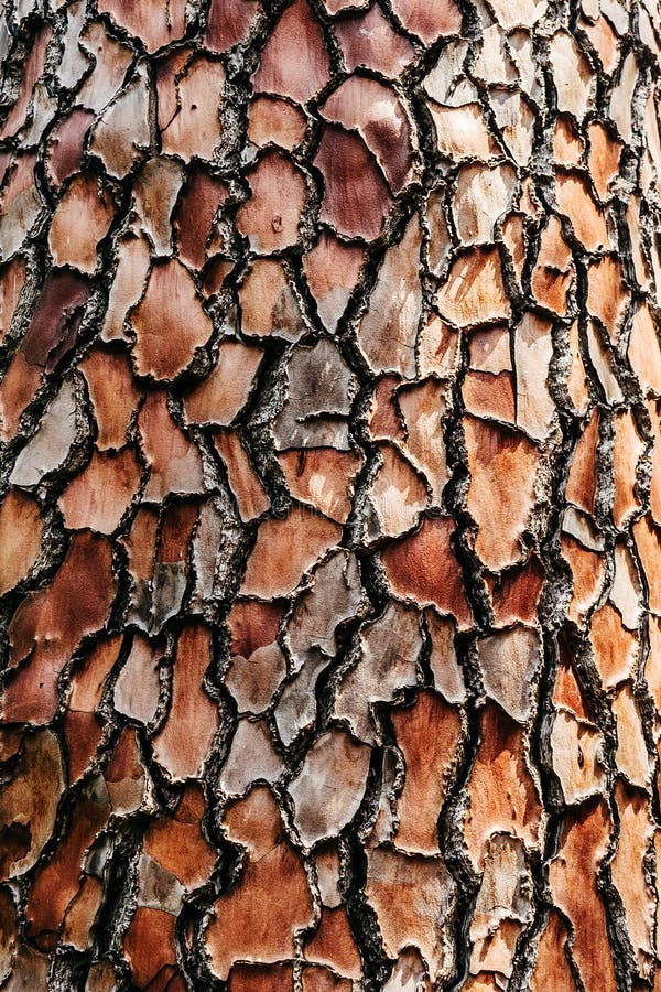 Tree Bark Close Up. Background. Stock Image - Image of forest, abstract ...