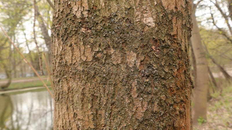 Tree Bark Close Up. Bark of Deciduous Trees. Stock Photo - Image of ...