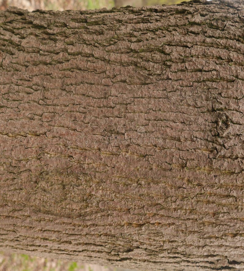 Tree Bark Close Up. Bark of Deciduous Trees. Stock Image - Image of ...