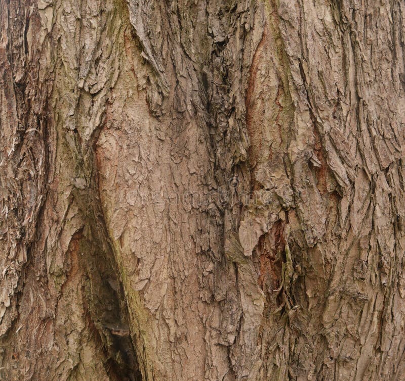 Tree Bark Close Up. Bark of Deciduous Trees. Stock Image - Image of ...