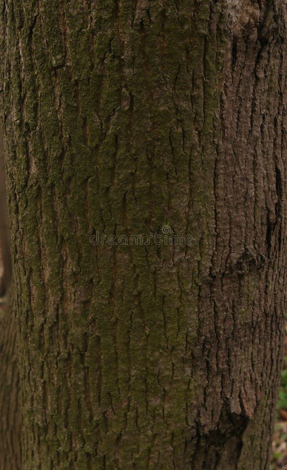 Tree Bark Close Up. Bark of Deciduous Trees. Stock Photo - Image of ...