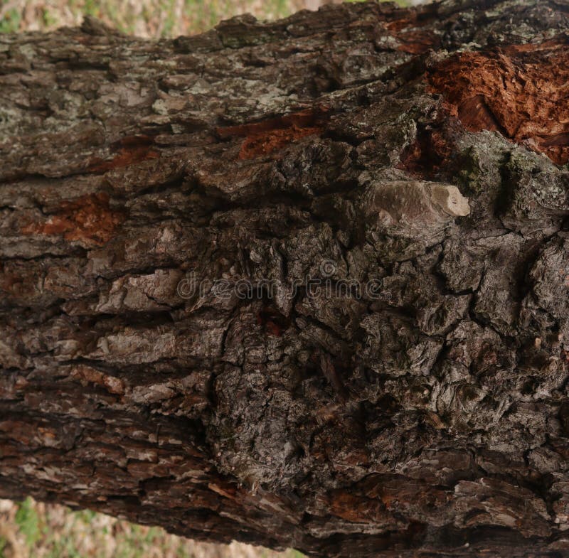 Tree Bark Close Up. Bark of Deciduous Trees. Stock Photo - Image of ...