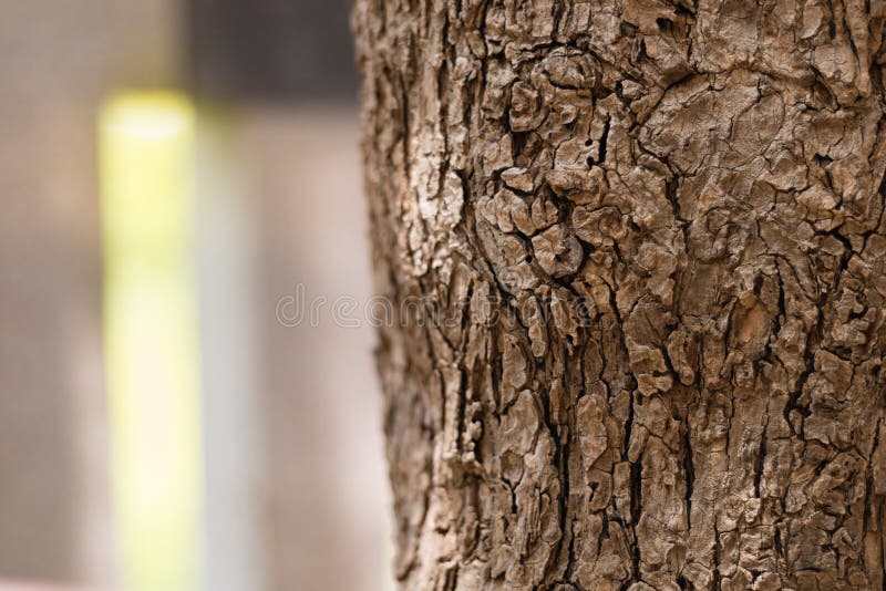 Fuzzy Brown Tree Bark stock photo. Image of muslin, multiply - 477046