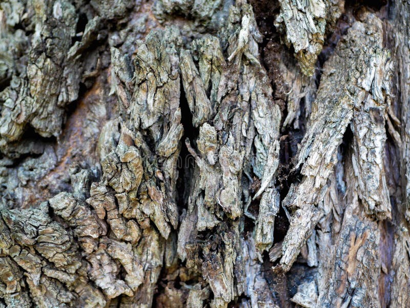 Tree Bark Close-up. Bulging Tree Bark of Gray Color Stock Image - Image ...