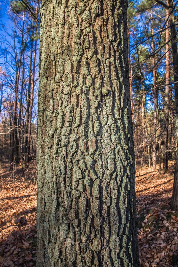 Tree bark in close up stock photo. Image of forest, lumber - 233739608