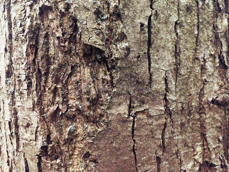 Tree Bark Close-up, Copy Space Background Stock Photo - Image of ...