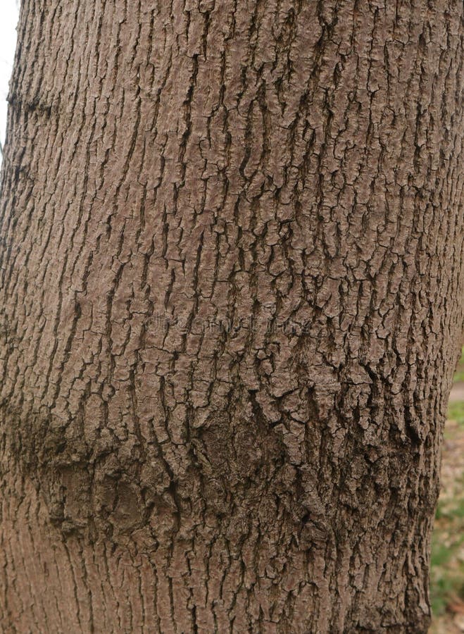 Tree Bark Close Up. Bark of Deciduous Trees. Stock Image - Image of ...