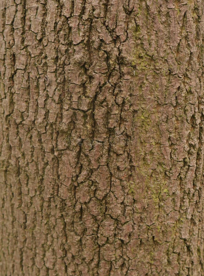 Tree Bark Close Up. Bark of Deciduous Trees. Stock Image - Image of ...