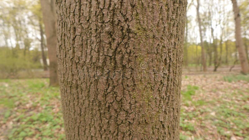 Tree Bark Close Up. Bark of Deciduous Trees. Stock Image - Image of ...