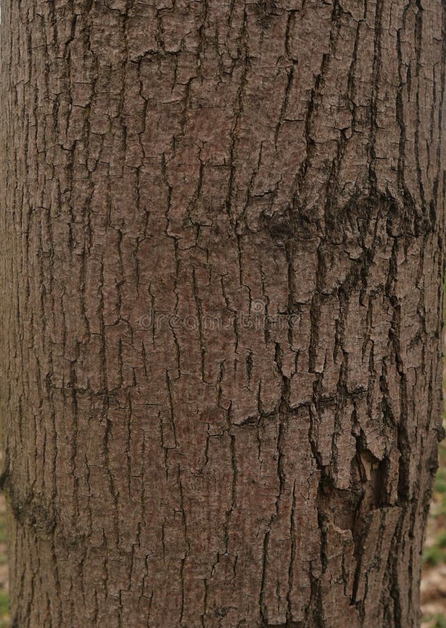 Tree Bark Close Up. Bark of Deciduous Trees. Stock Image - Image of ...