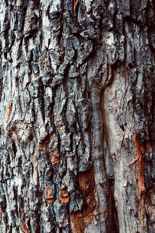 Tree Bark Close-up in Grey Shades Stock Image - Image of geology, wood ...