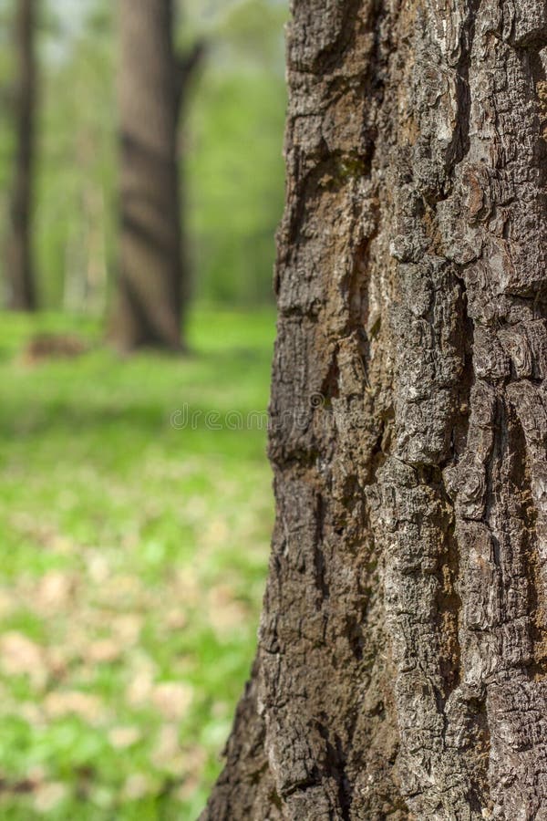 Fuzzy Brown Tree Bark stock photo. Image of muslin, multiply - 477046