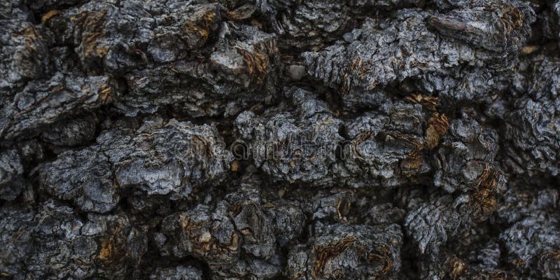 Tree Bark Close-up, Horizontal Layout Stock Photo - Image of green ...