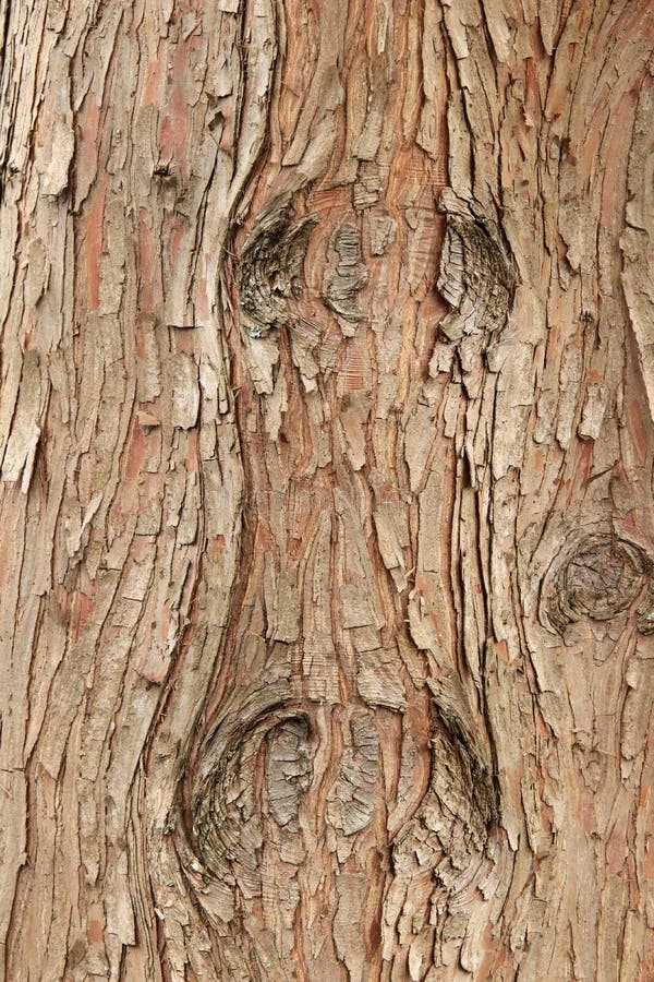 Tree Bark with Pattern Resembling a Face Stock Image - Image of tree ...