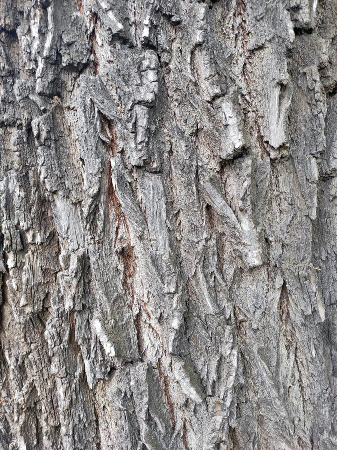Tree Bark Close Up, Macro Photography, Old Gray Tree, Trunk Stock Photo ...