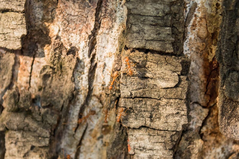 Tree Bark Close-up, Natural Texture for the Background Stock Image ...